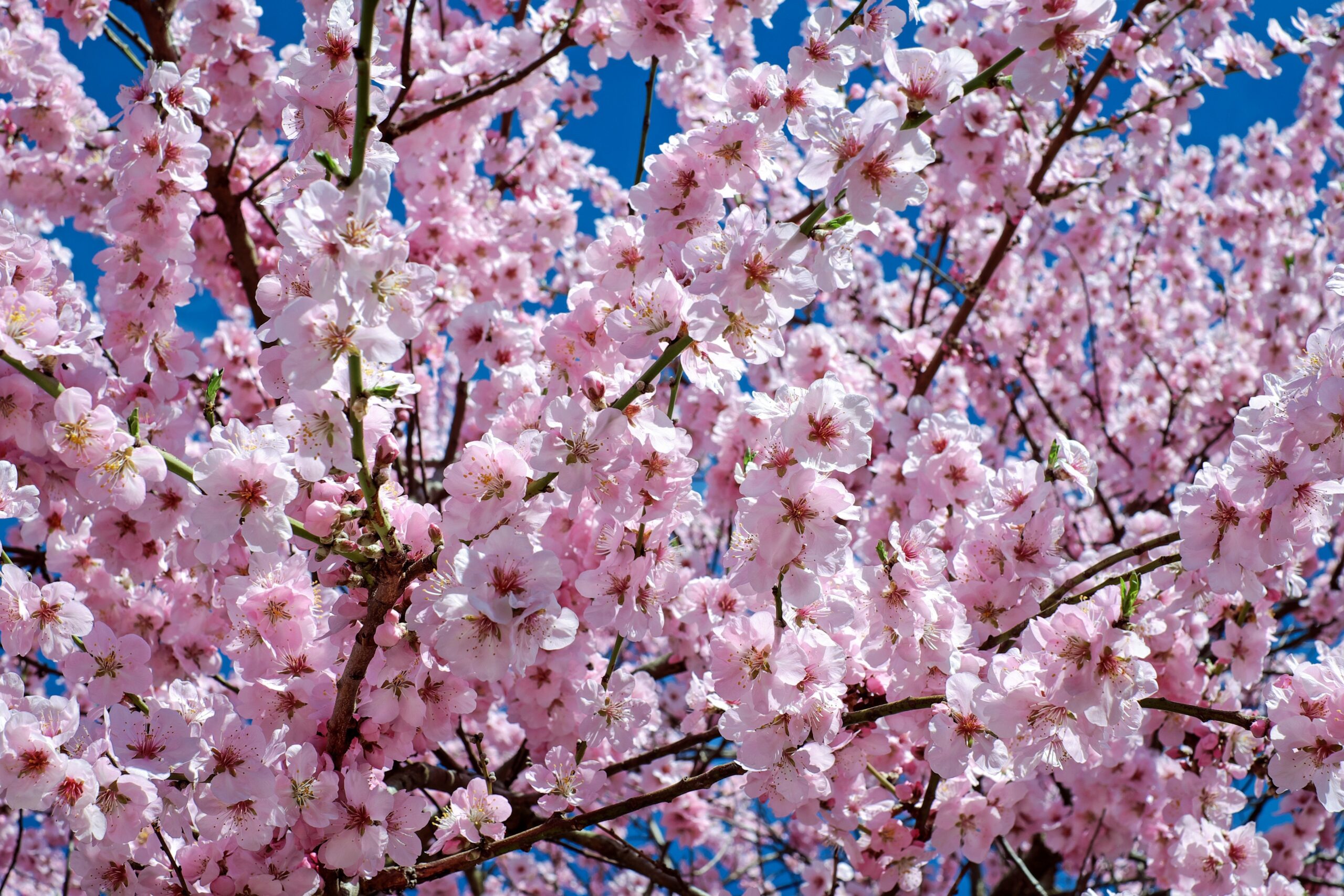 How to Plan a Cherry Blossom Trip to Japan as a Family (2026 Guide ...
