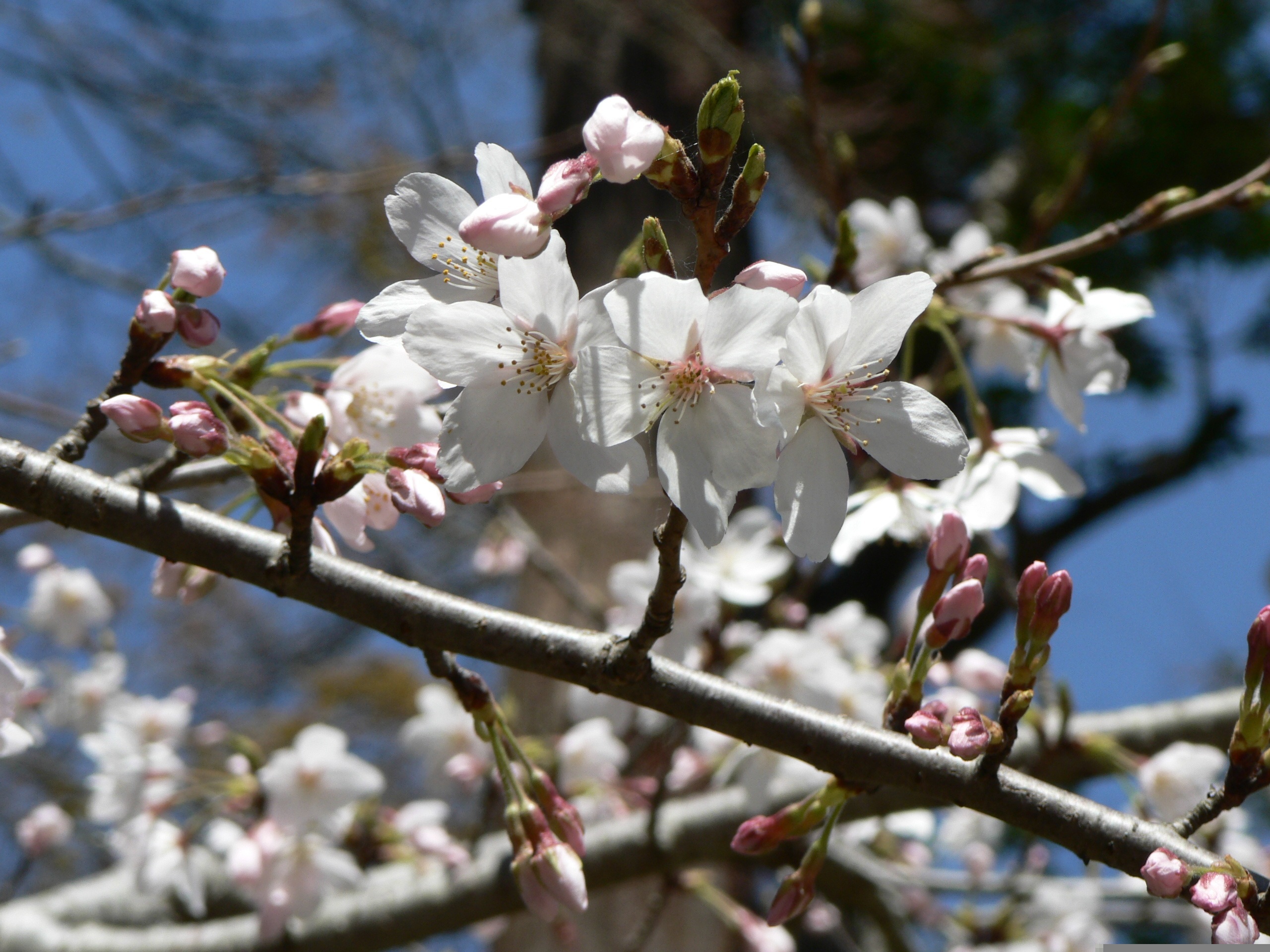 Steam, Silence, and Storytelling: What Makes Oita Prefecture Unforgettable